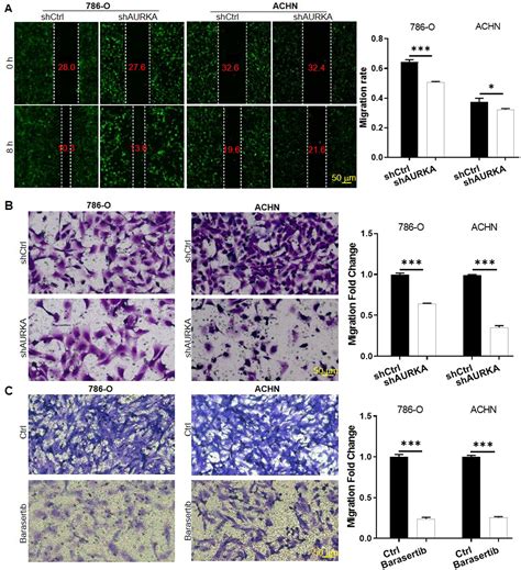 Aurka Promotes Renal Cell Carcinoma Progression Via Regulation Of Ccnb1