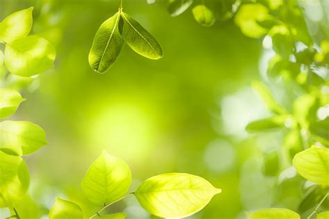 자연을 가까이에서 보면 햇빛 아래 흐린 녹지 배경에 녹색 잎을 보케와 복사 공간으로 사용 하 여 배경 자연 식물 풍경 생태 벽지 개념으로 사용 합니다 0명에 대한 스톡 사진