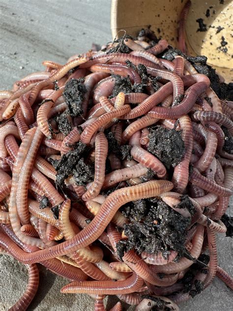 Star Worms Ten Weekend Spędziliśmy Na Fantastycznym Konwencie W