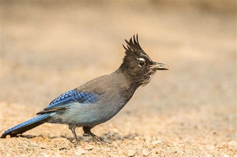 Five Fun Facts About The Stellars Jay Estes Valley Spotlight