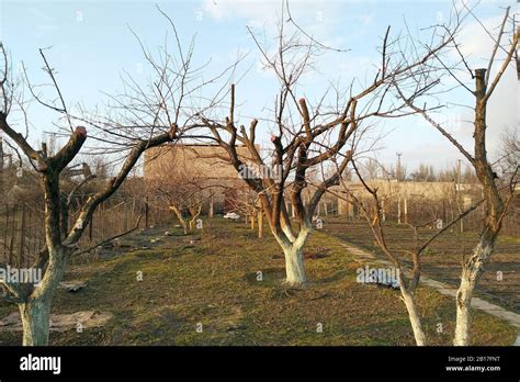 Trees In The Garden Against A Clear Sky In Early Spring Cropped Tops
