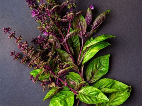 Thai Basil Vs Holy Basil Tulsi 5 Major Differences Trigardening