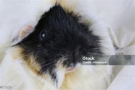 Image Of Orange Ginger Black White Short Hair Abyssinian Guinea Pig