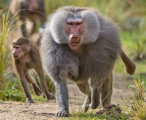Hamadryas Baboon San Diego Zoo Wildlife Explorers