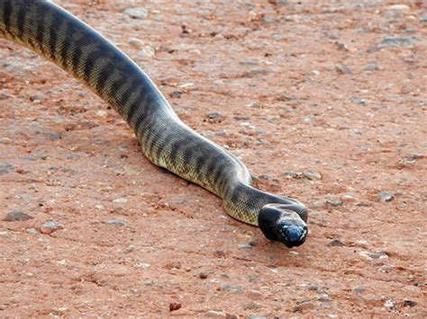 Black Headed Python Wildlife Mountain Australia