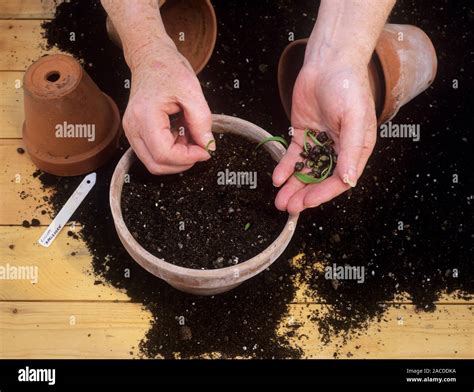 Planting Lily Bulbils Image 2 Of 3 Gardener Planting Lily Bulbils Lilium Sp In A Pot Of