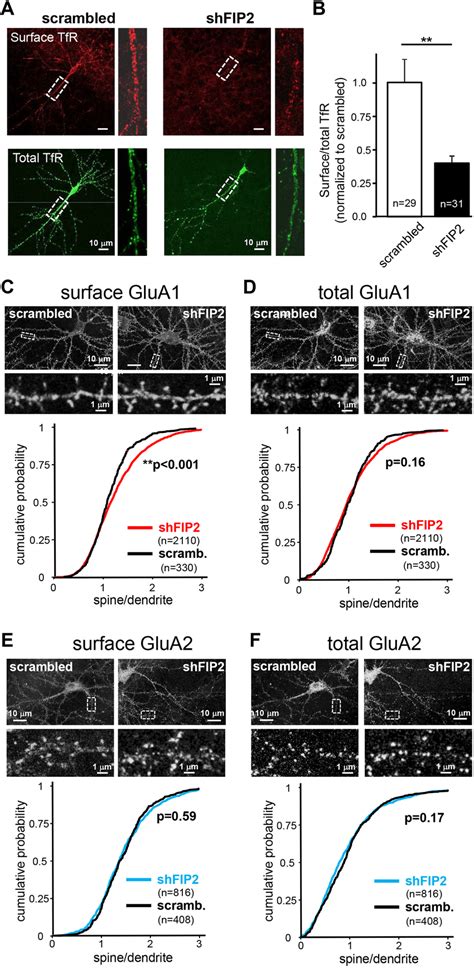 Fip2 Silencing Decreases Tfr Recycling And Increases Glua1 Surface