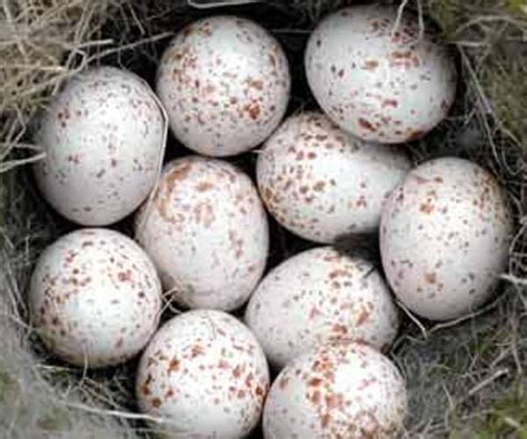 Blue Bird Eggs With Brown Spots