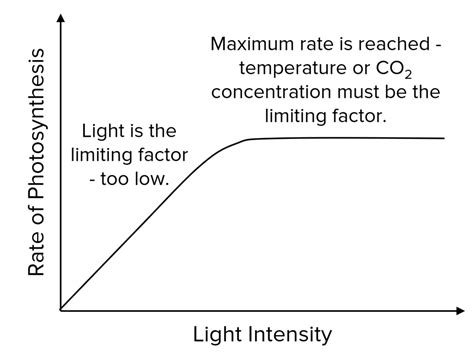 Why Light Intensity Affects The Rate Of Photosynthesis At Arlene Jordan