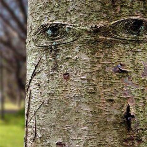 The Global Deforestation Crisis Chipps Tree Care