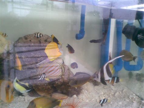 My 50 Gallon Fowlr Tank A Bit Crowded Forums