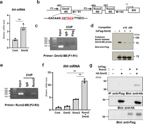 Dmrt2 Promotes Ihh Expression In Collaboration With Runx2 A Primary