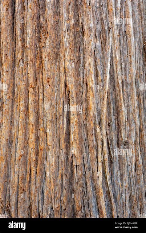 The Bark Of A Coastal Redwood Sequoia Sempervirens Texture Or