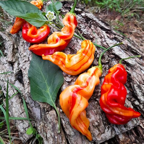 Heirloom Sugar Rush Stripey Peppers Organic Seeds
