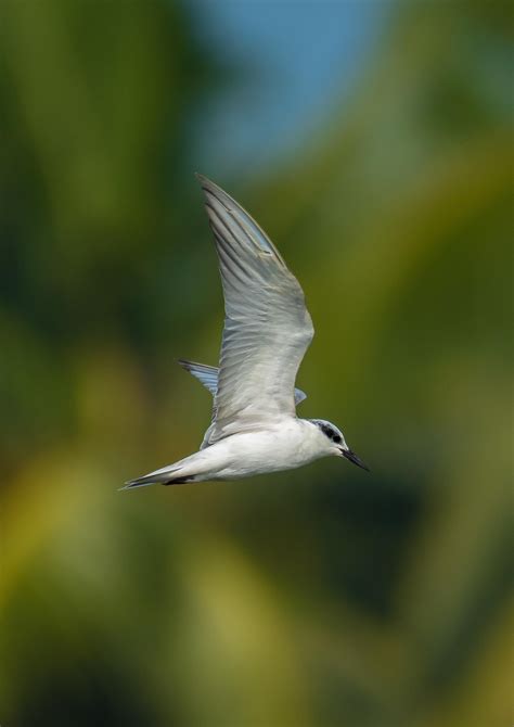 Tern Bird Animal Free Photo On Pixabay