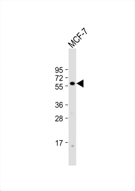 Amhr2 Antibody N Term Purified Rabbit Polyclonal Antibody Pab Wb
