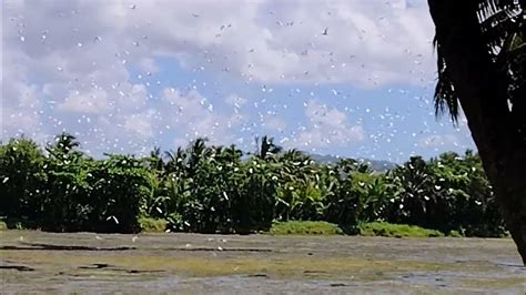 Mga Tulabong Sa Punong Youtube