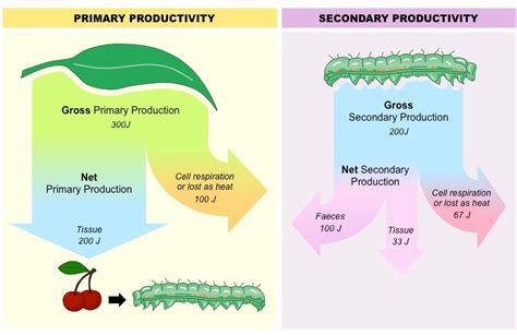 Ecological Productivity Bioninja