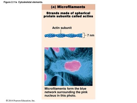 Cells The Living Units Ppt Download