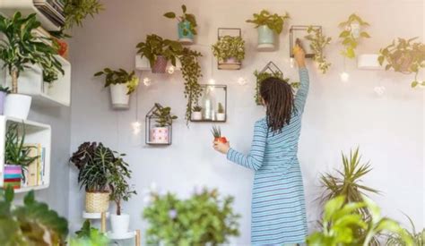 Mudah Praktis Cara Merawat Tanaman Hias Di Rumah Yang Efektif