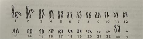 Genetics Final Exam Flashcards Quizlet