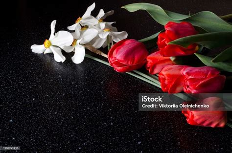 어두운 표면에 빨간 튤립과 흰색 수선화 꽃의 꽃다발 빈 공간 3월에 대한 스톡 사진 및 기타 이미지 3월 검은색 계절 Istock