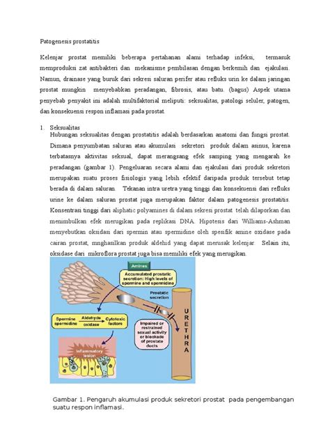 Patogenesis Prostatitis Faktor Dan Mekanisme Pdf