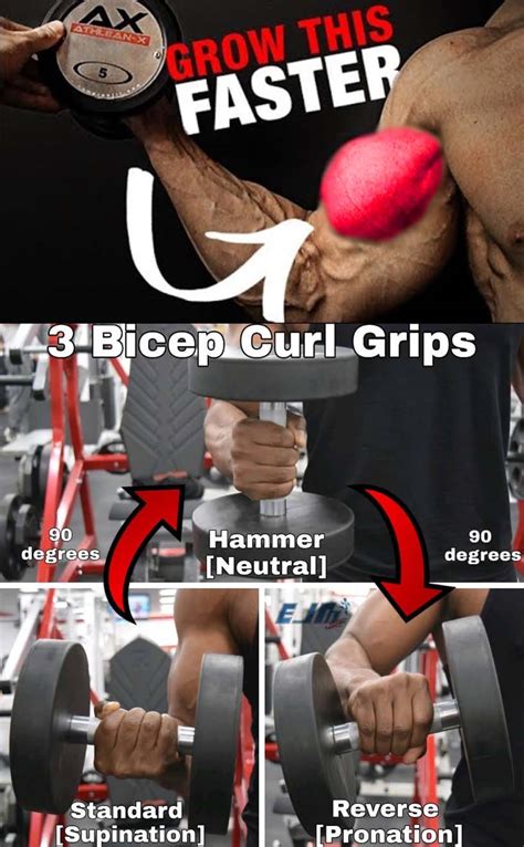 The Biceps And Brachii Training