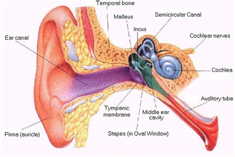 Middle Ear Ossicles
