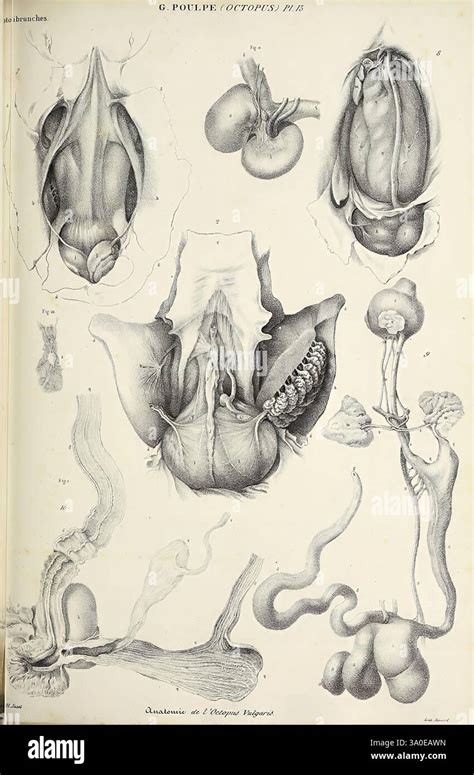 Histoire Naturelle Générale Et Particulière Des Céphalopodes Acétabuifères Vivants Et Fossiles