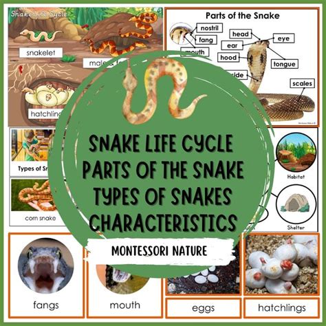Snake Life Cycle And Parts Of A Snake Free Printable Montessori Nature