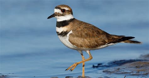 Killdeer Nesting All You Need To Know Birdfact