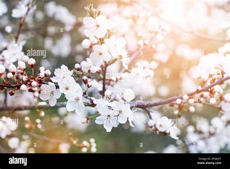 Spring Cherry Blossom Abstract Background Of Macro Cherry Blossom Tree