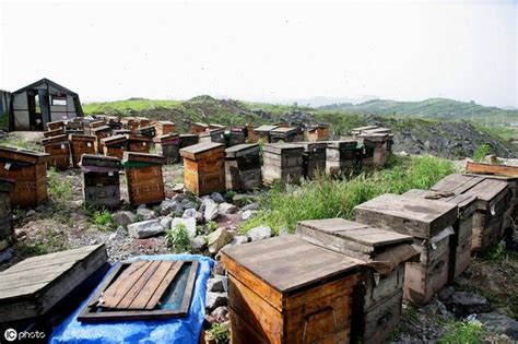 養蜂場地怎麼選擇有哪些注意事項 每日頭條