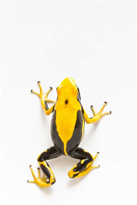 Dendrobates Tinctorius Matecho Form Photograph By David Kenny Pixels