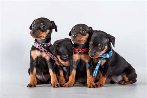 How Much Does A Miniature Pinscher Cost 2026 Price Guide