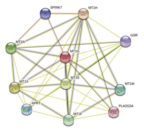 Protein Interaction Network And Gsea Of Mt1g A An Interaction