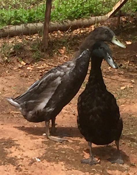 12 Week Old Ducks Sex And Breed Backyard Chickens Learn How To
