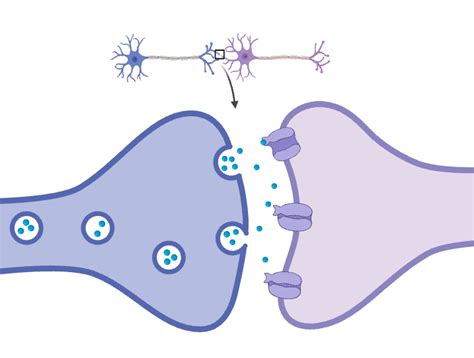 Dendrites Definition Structure Types Functions Biology Notes Online