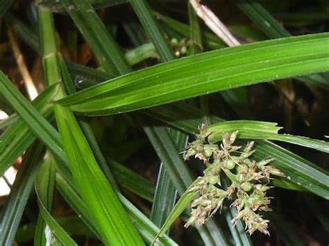 Can Grass Cut You Sharp Grass That Will Cause Cuts A Garden Diary