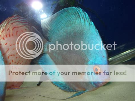 What Other Fish Are Compatible With Discus The Planted Tank Forum