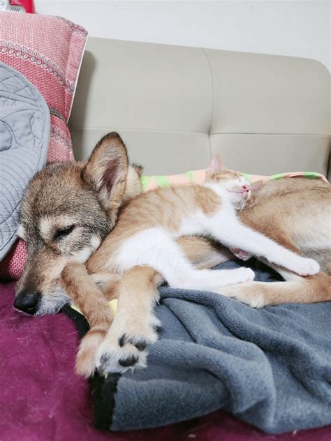 강아지와 고양이 Mlbpark