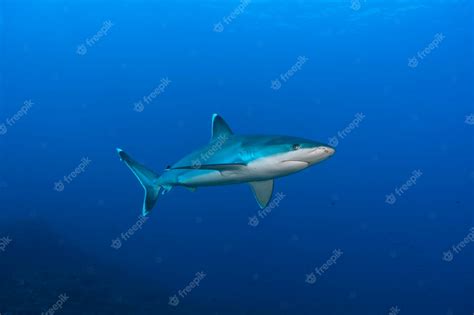 Premium Photo Silvertip Shark In The Blue