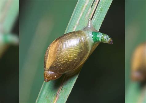 The Parasite That Controls The Mind Of Its Host