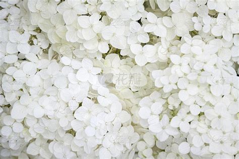 盛开的白色绣球花树。特写镜头