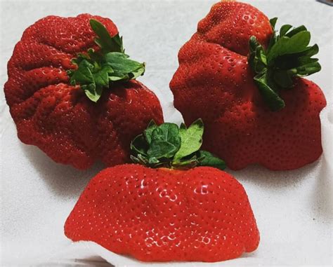 変な形のいちごは、じつは甘くて美味しくてお買得！しかも栄養たっぷり。 ベジふる