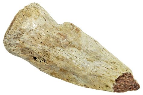 92 Cretaceous Fossil Crocodylomorph Claw Montana 245941 For Sale