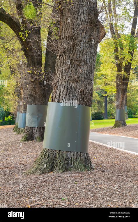 Guards For Tree Protection Stock Photo Alamy