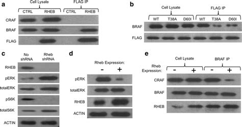 Rheb Interacts With Braf Decreasing Brafcraf Heterodimerization And