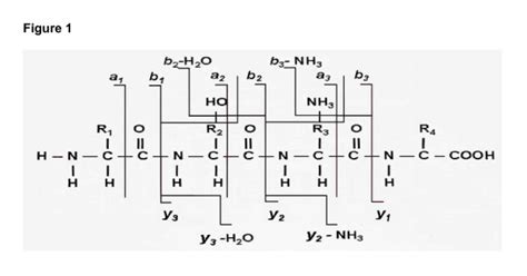 Schematic Figure Of Peptide Fragmentation A Peptide Breaks Into Two